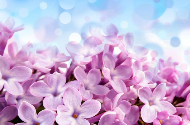 Best Things to Complement Flowers at Varied Occasions