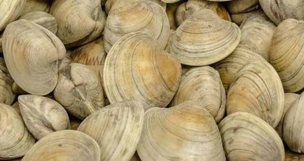 Fishing for Alaskan Crabs and Clams