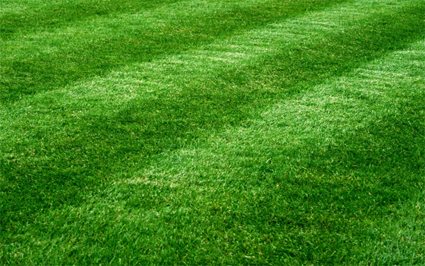 7 Summer Landscaping Tips for a more Greener Garden